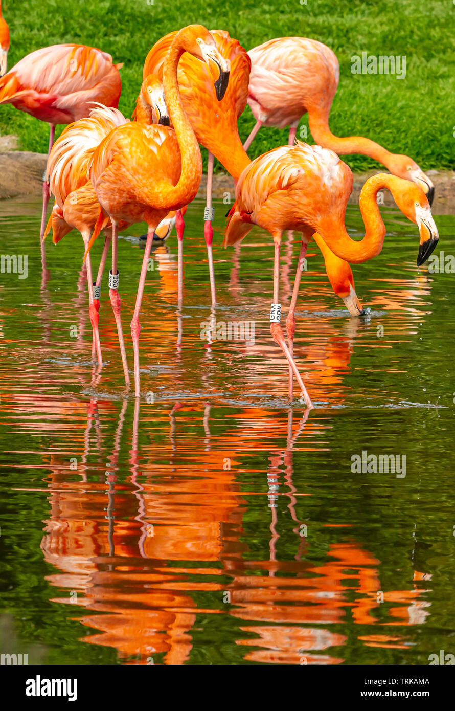 Caribbean Flamingos at Slimbridge Stock Photo - Alamy