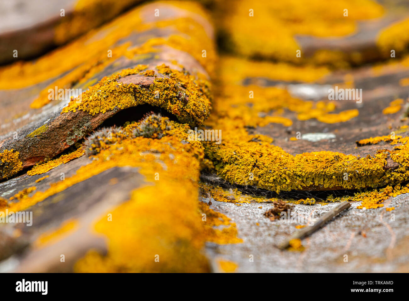 Rusty tiles hi-res stock photography and images - Alamy