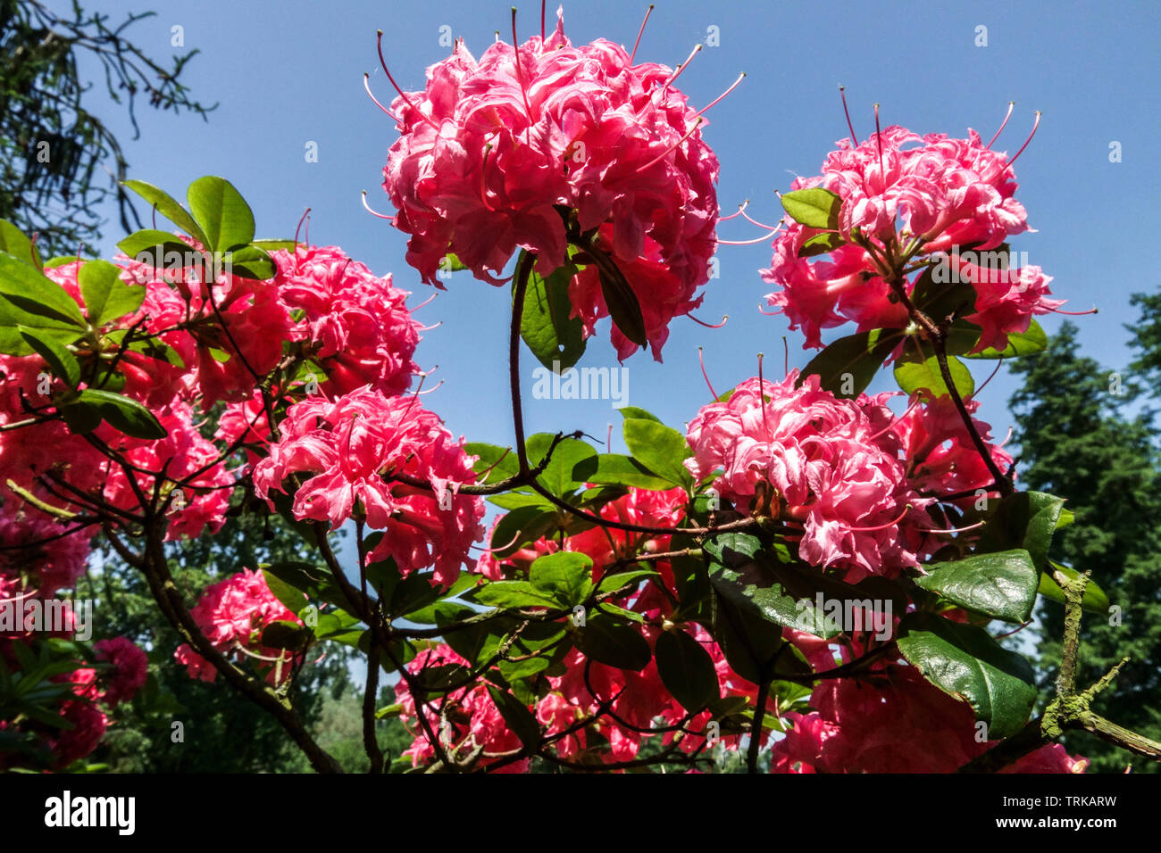 Pink rhododendron flower "Homebush", flowering shrubs Stock Photo - Alamy