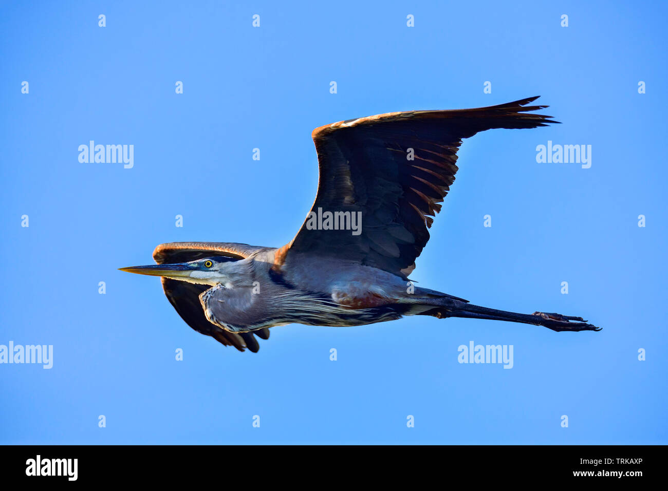 Great Blue Heron in flight heading towards sunrise Stock Photo - Alamy