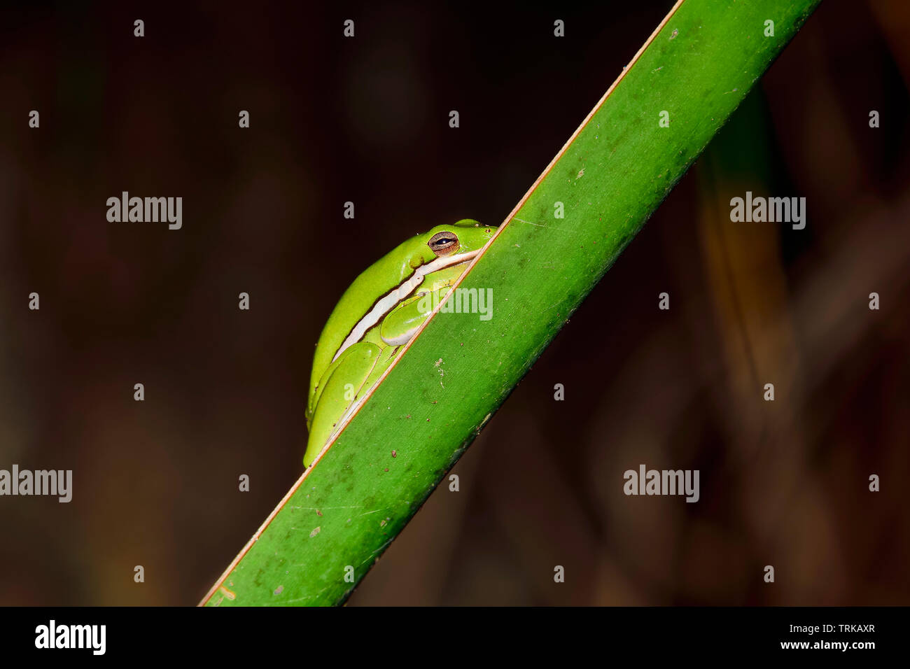 Green tree frog is sleeping/hanging on the leaf of the palm tree. It's ...