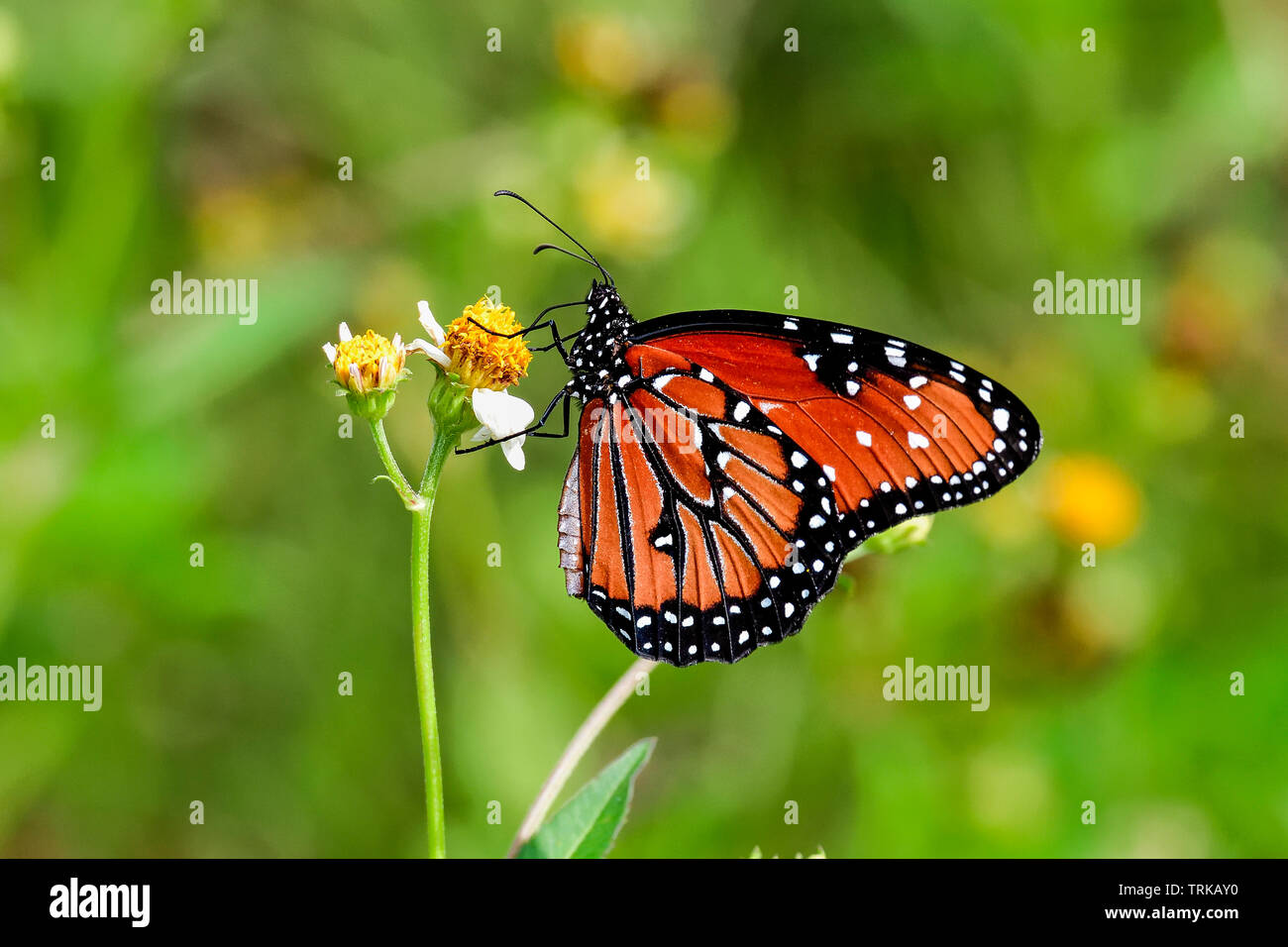 Queen butterfly hi-res stock photography and images - Alamy