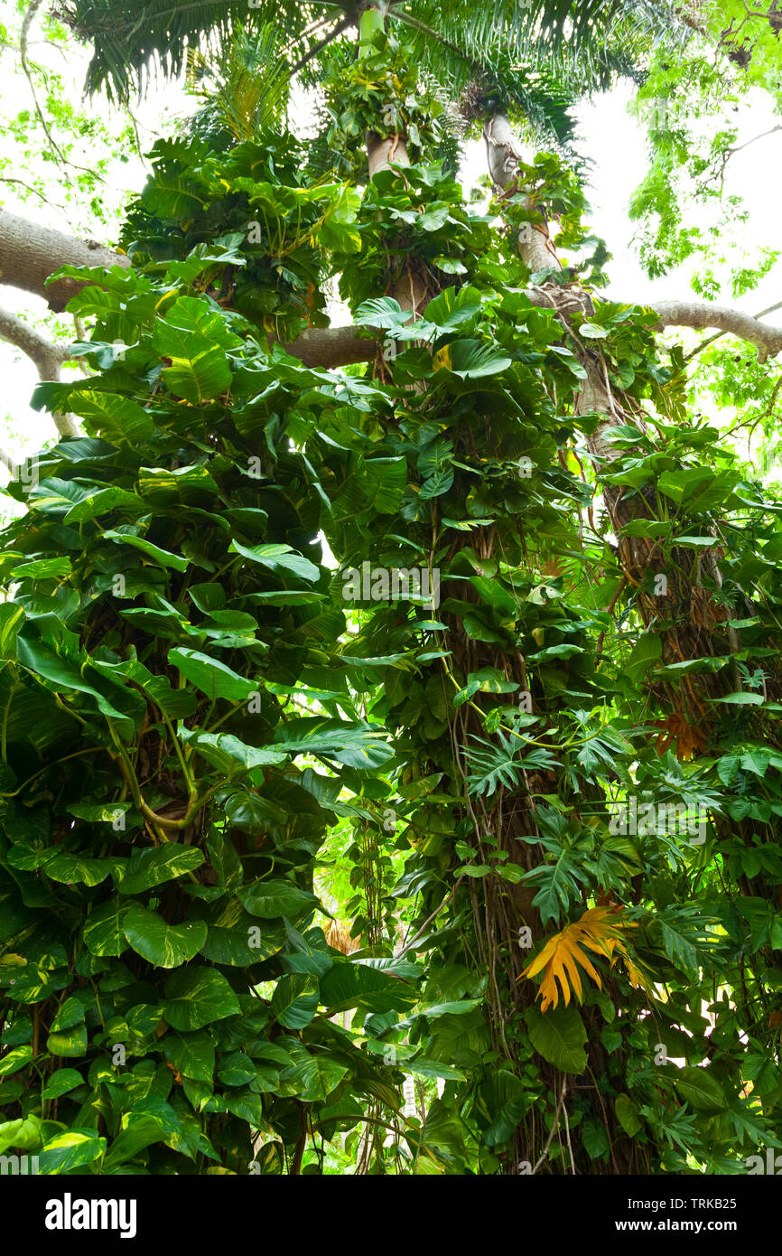 Vegetacion tropical hi-res stock photography and images - Alamy