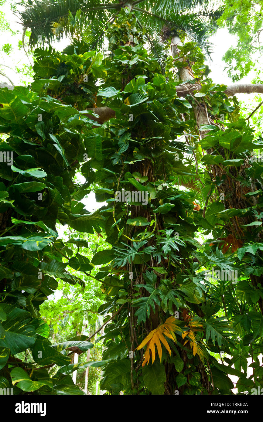 Vegetación tropical. Tropical Forest Stock Photo - Alamy