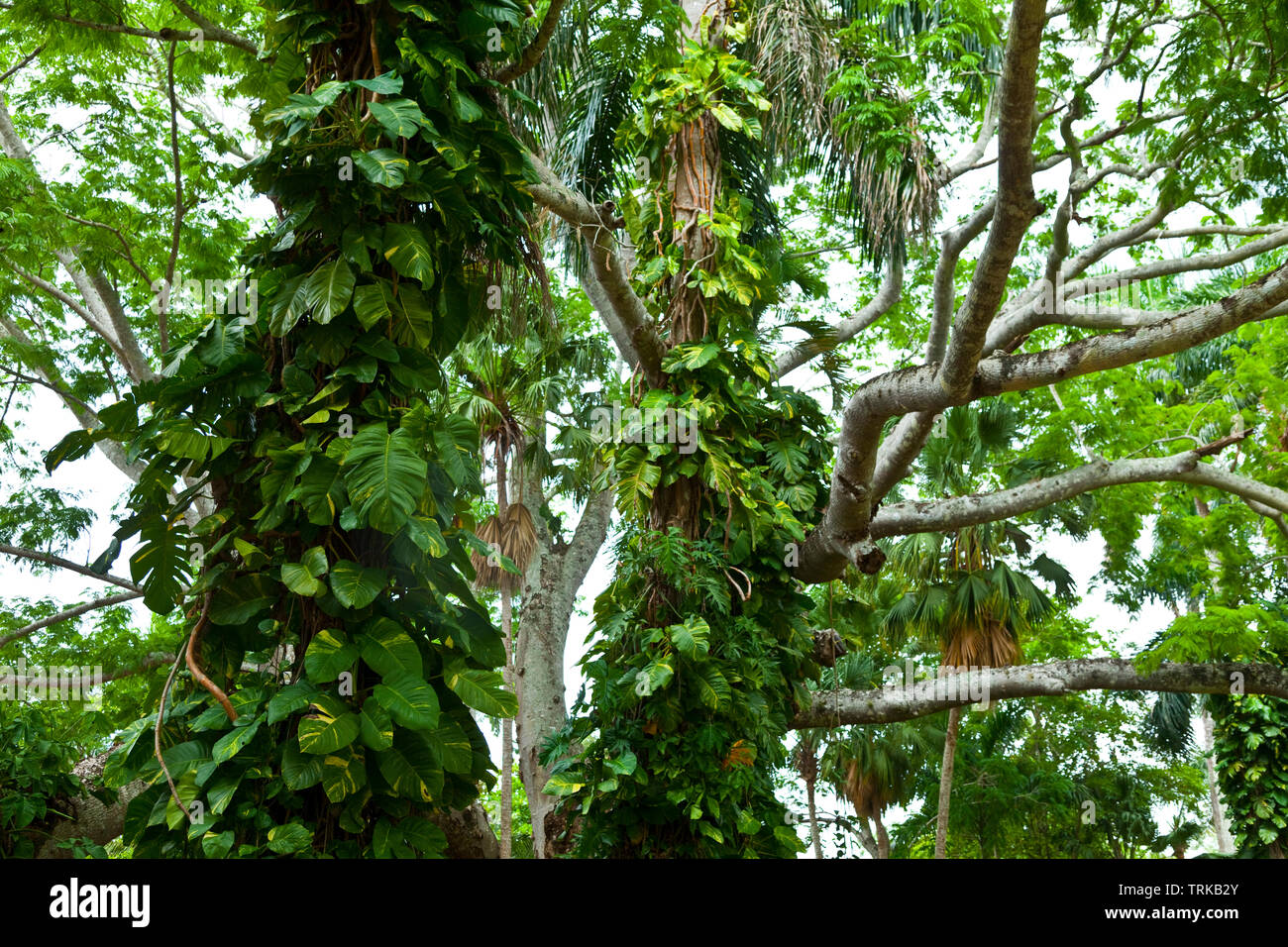 Vegetacion tropical hi-res stock photography and images - Alamy