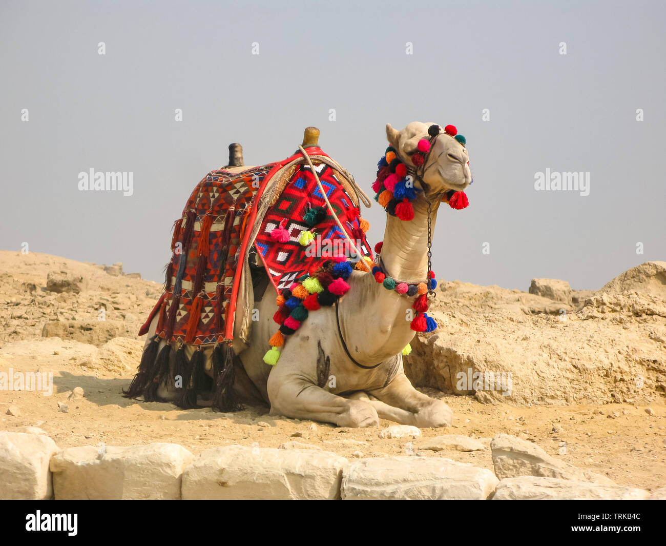 Camel sleeping hi-res stock photography and images - Alamy