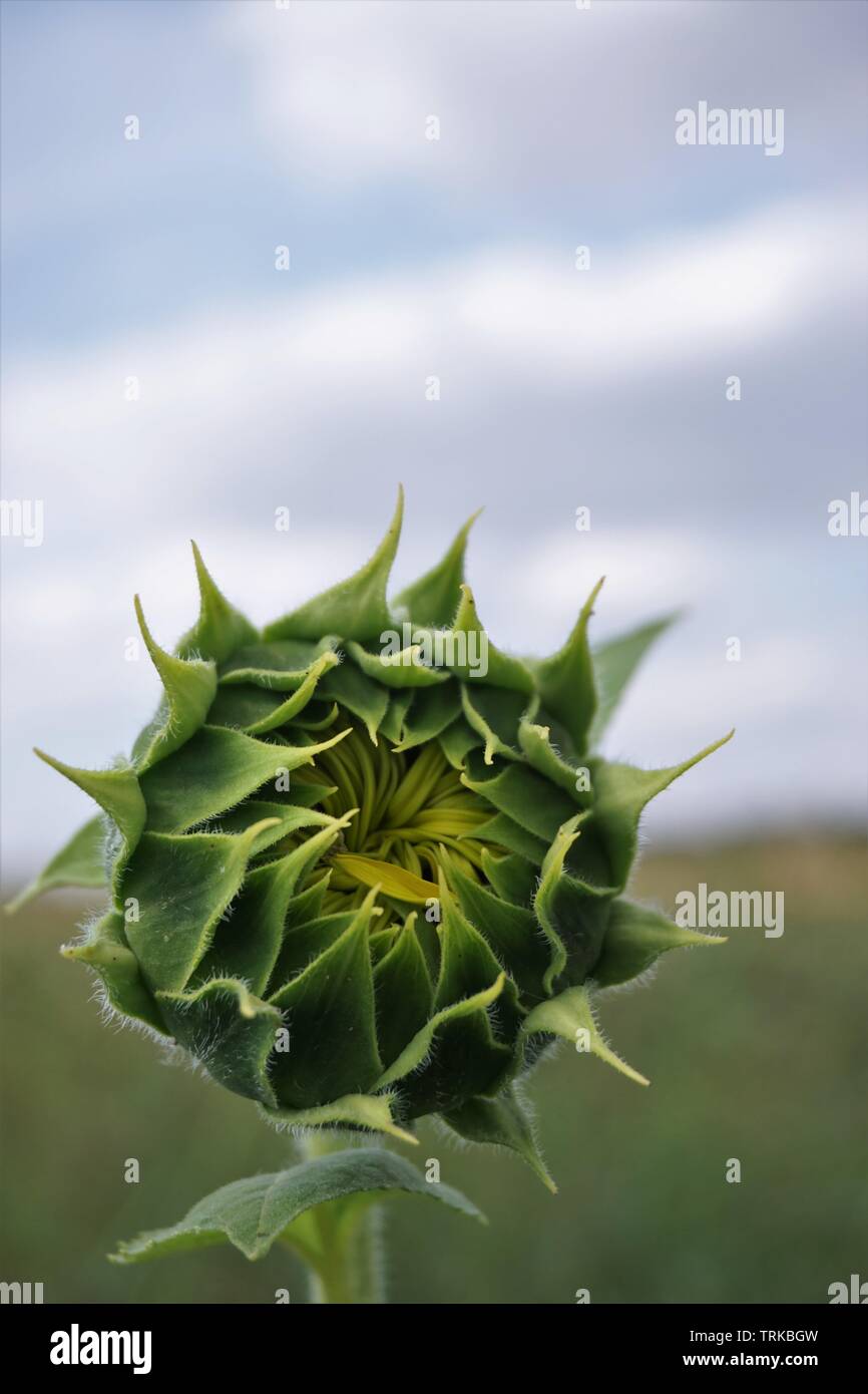 Bud sunflower hi-res stock photography and images - Alamy