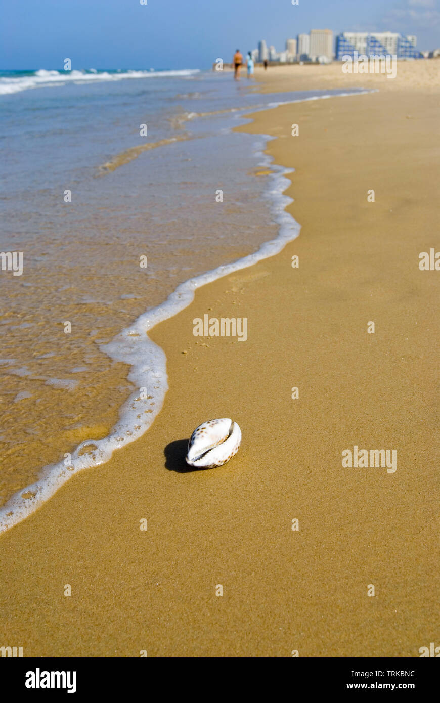 Perspective view of beach in Tel Aviv, Israel. White shell on the sand ...