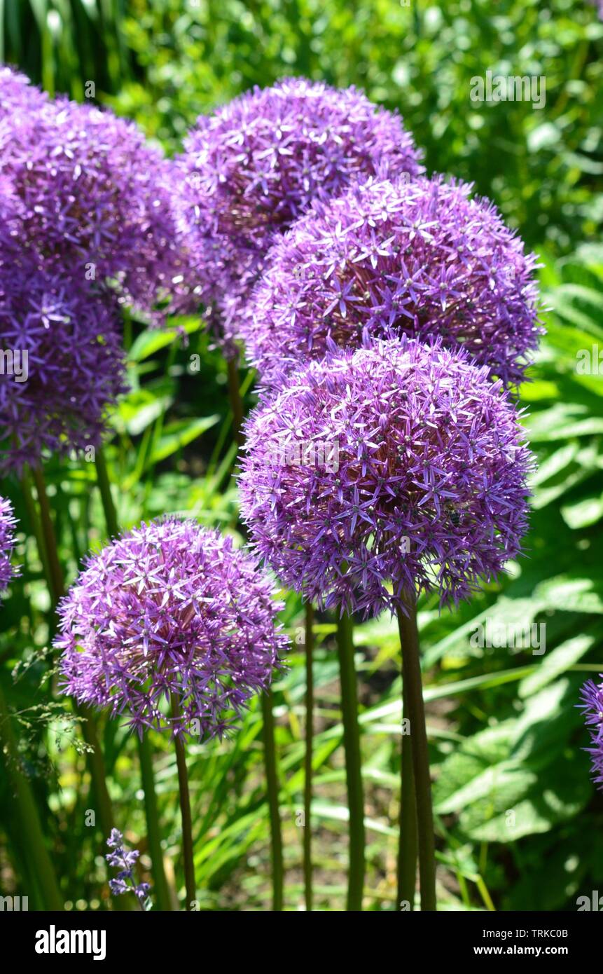Ball flower hi-res stock photography and images - Alamy
