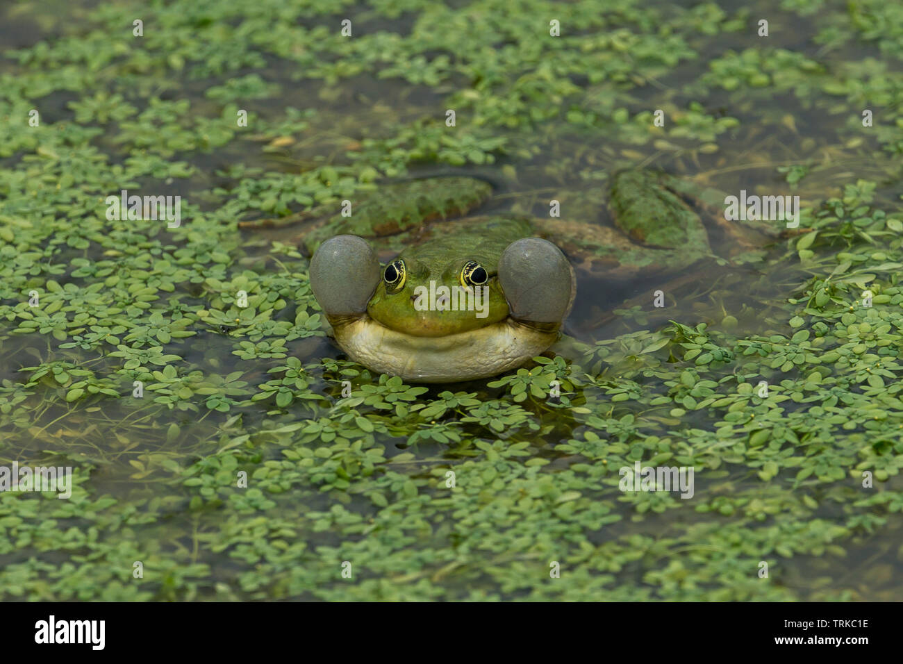 Green frogs in green water with green plants Stock Photo - Alamy