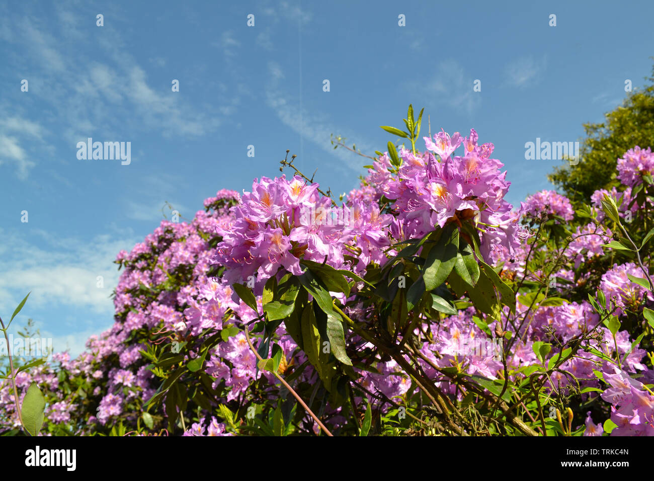 Mauve/purple rhododendron near Hever, Kent, England, in June against a ...