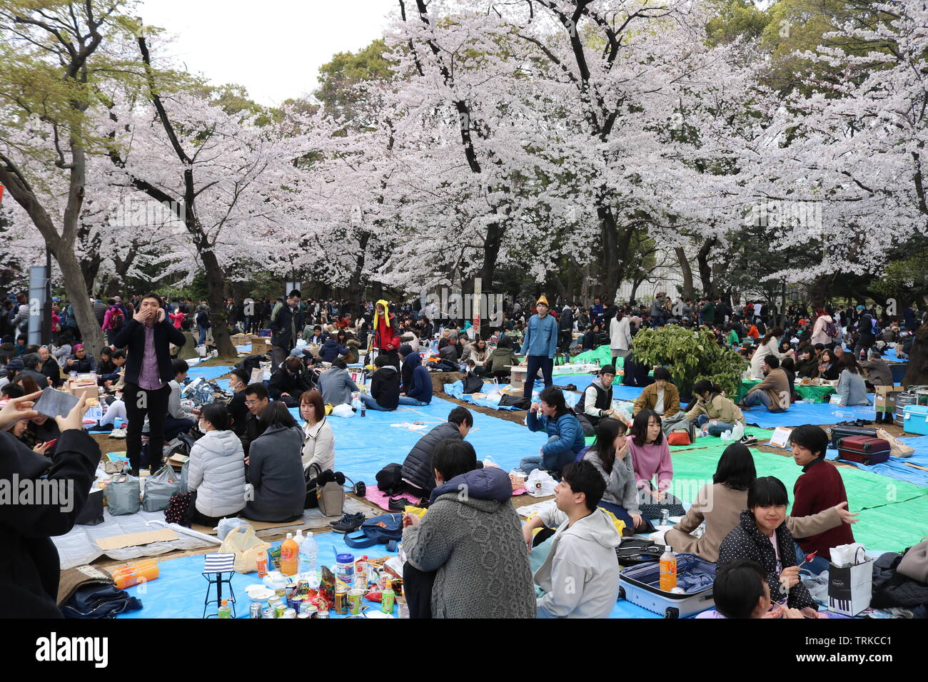 Picnic hanami hi-res stock photography and images - Alamy