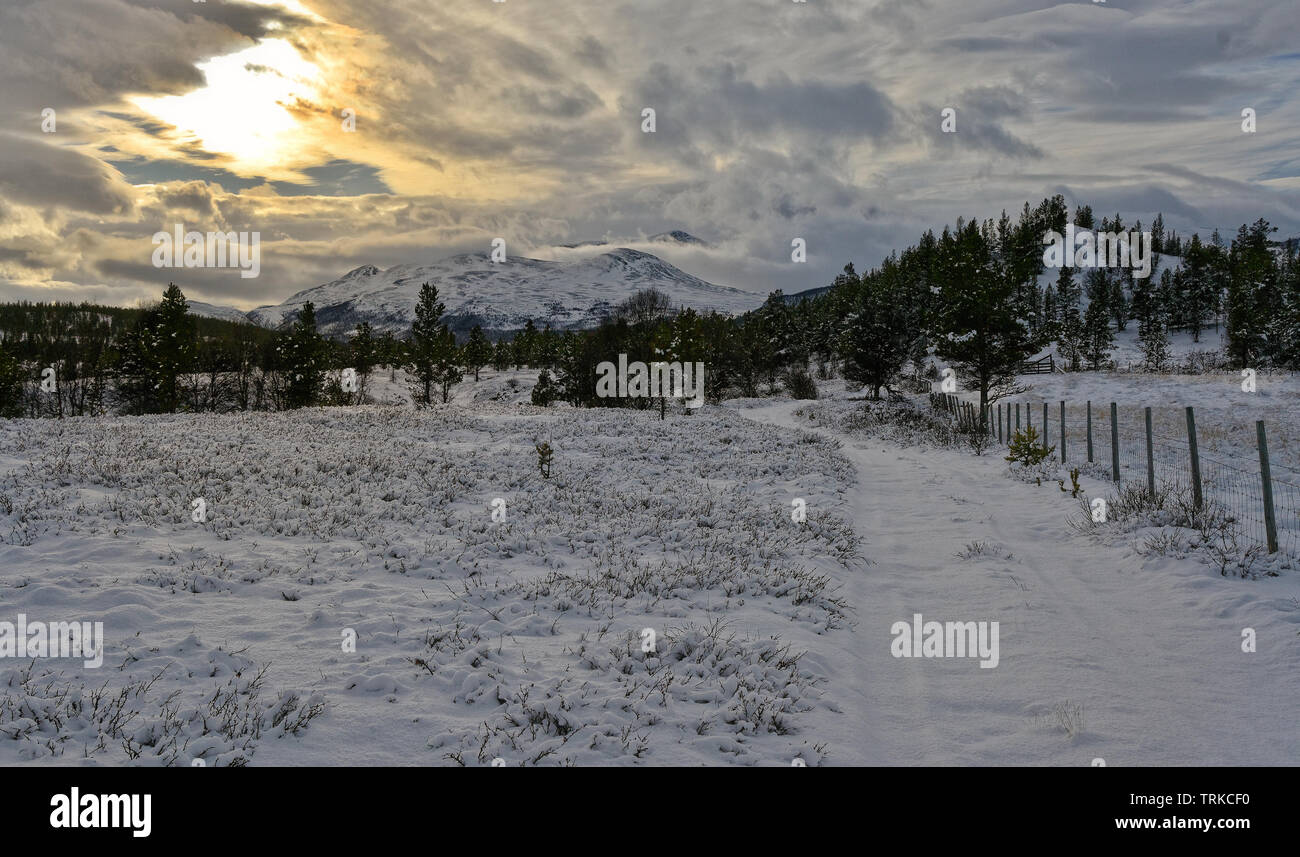 Norway. Winter in Rondane Stock Photo - Alamy