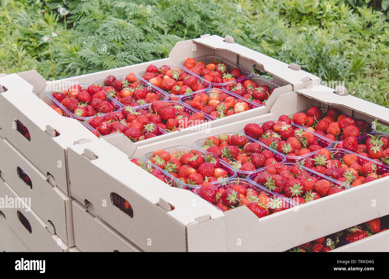 Strawberry harvest. An appetizing red strawberry with green tails lies ...
