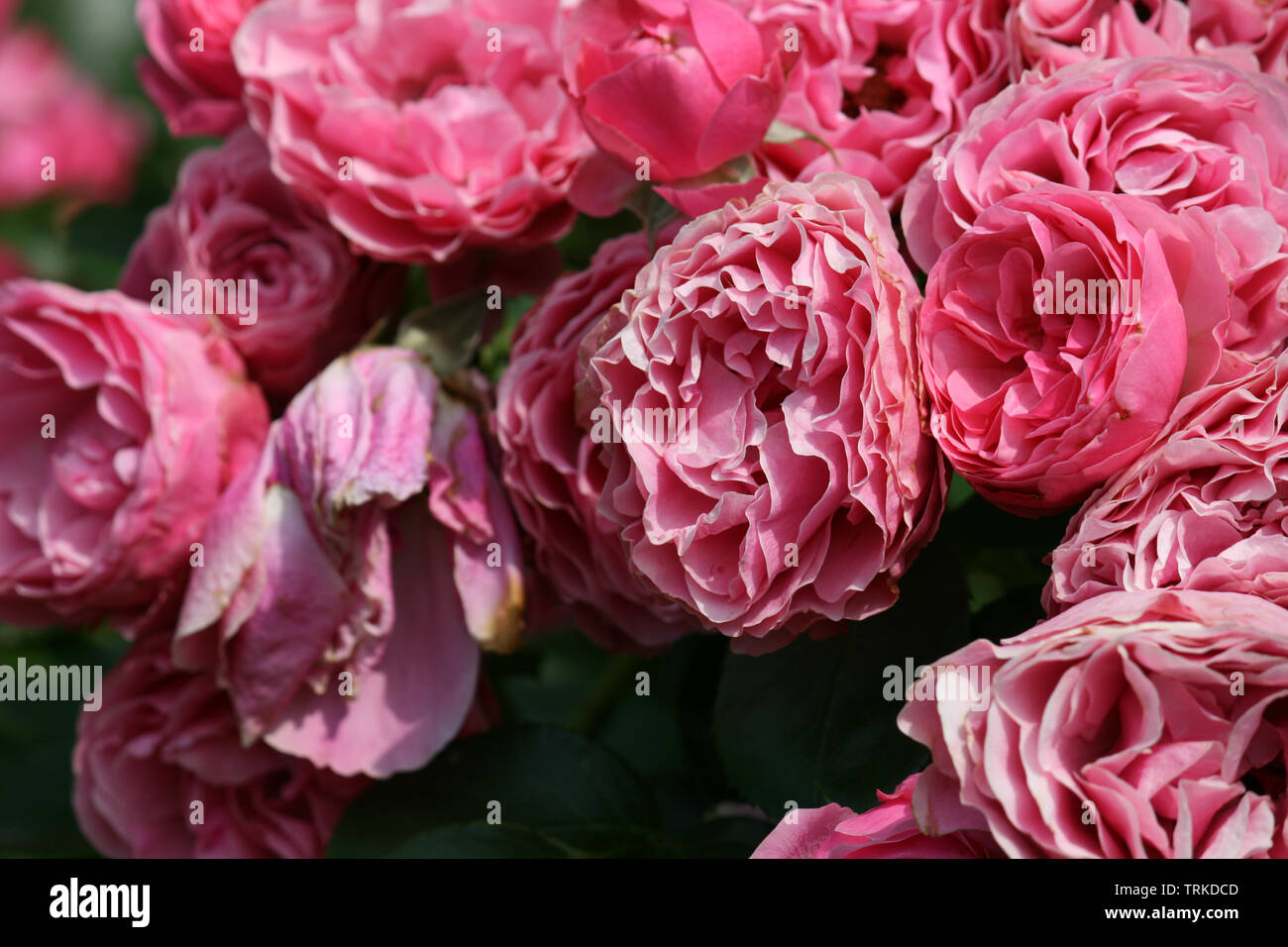 a bunch of red roses Stock Photo - Alamy