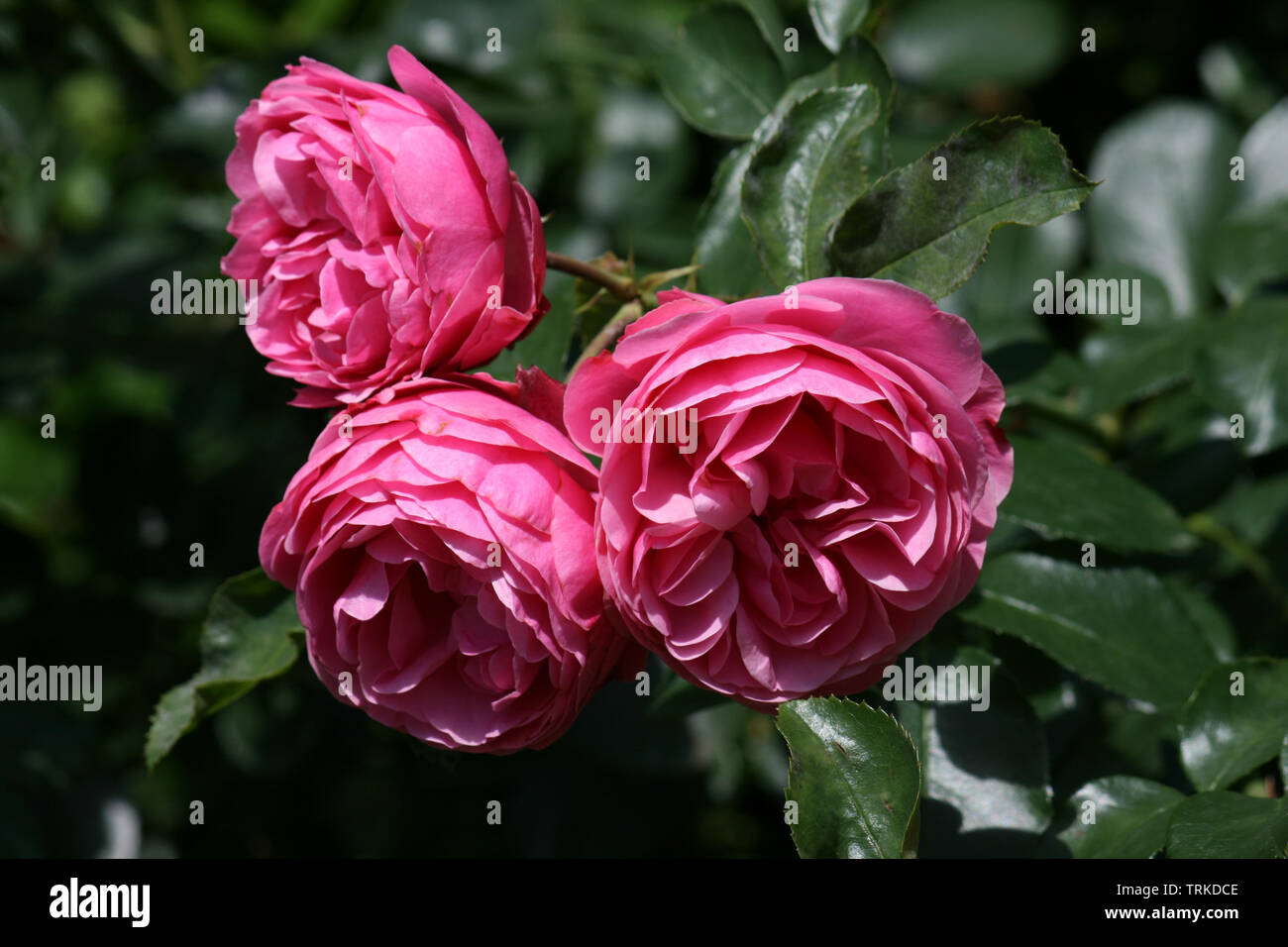 Three red blooming roses hi-res stock photography and images - Alamy