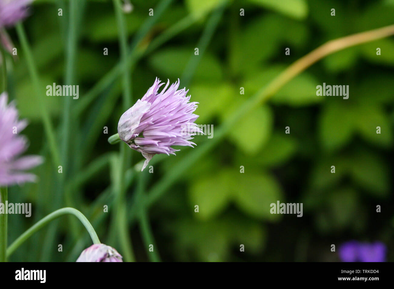 Chive Bloom High Resolution Stock Photography and Images - Alamy
