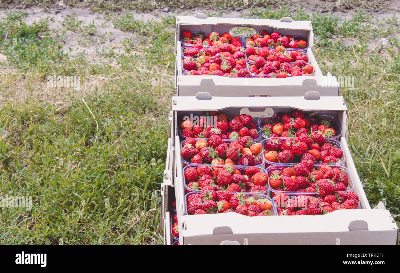 Strawberry harvest. An appetizing red strawberry with green tails lies ...