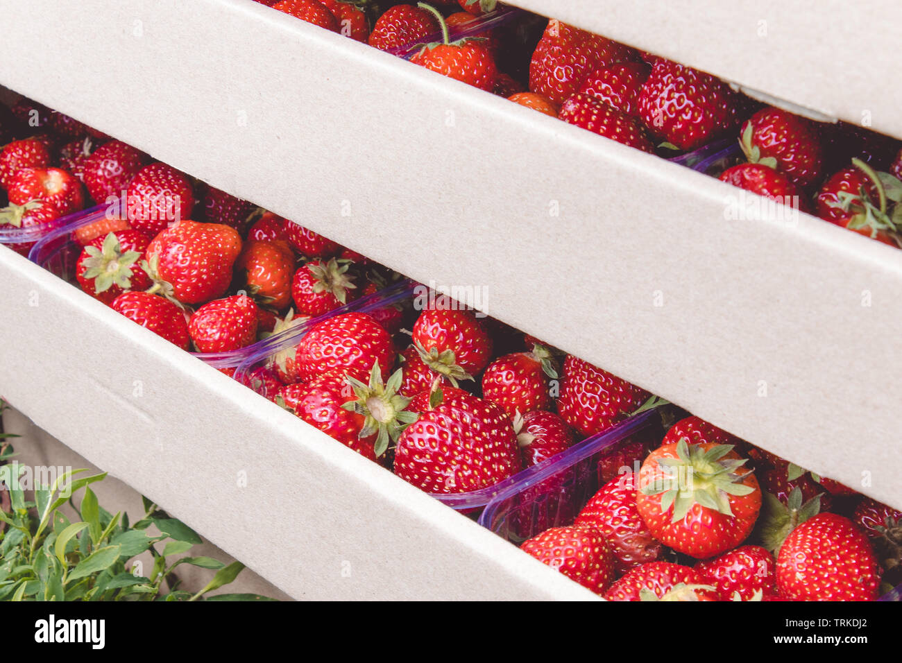 A fresh crop of ripe red organic strawberries lies in a cardboard box ...