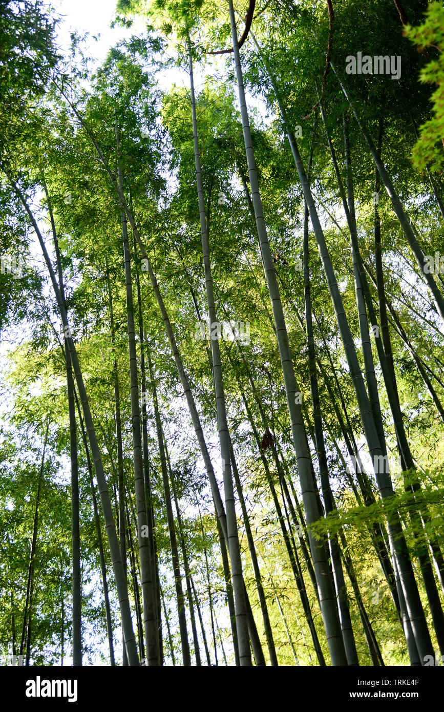 Bamboo trees Japan Stock Photo - Alamy