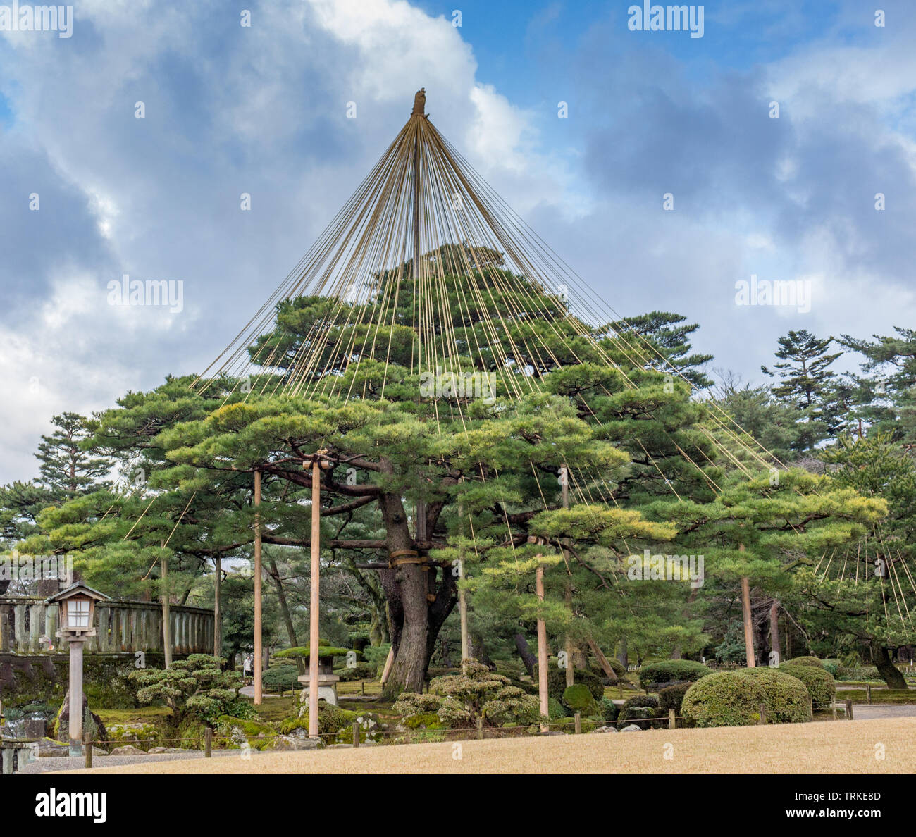 Pine trees with wooden supports in Kenrokuen gardens, Kanazawa ...