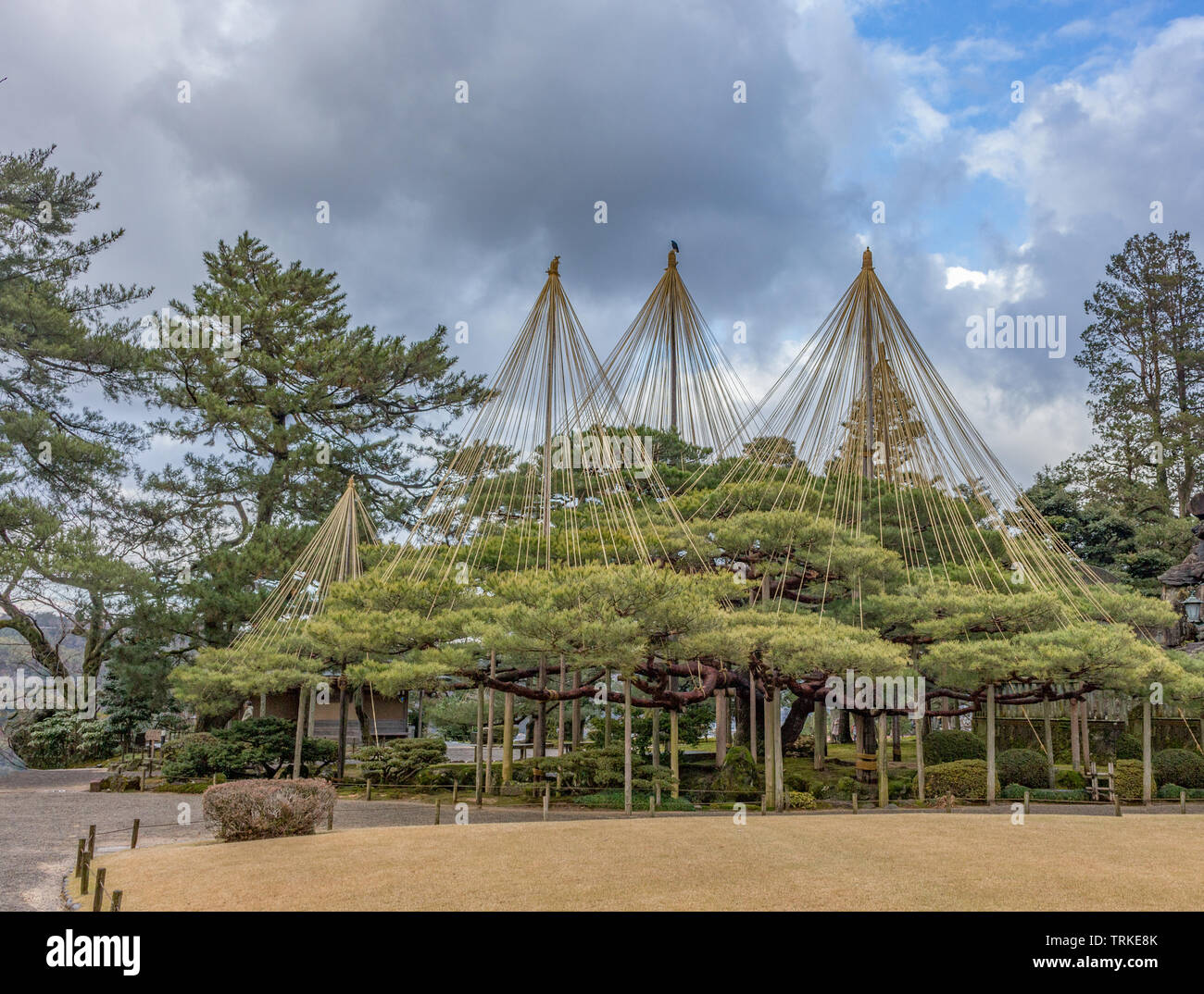 Pine trees with wooden supports in Kenrokuen gardens, Kanazawa ...