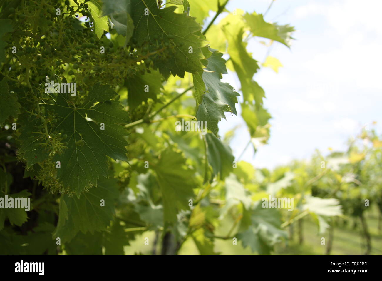 Grape canopy hi-res stock photography and images - Alamy