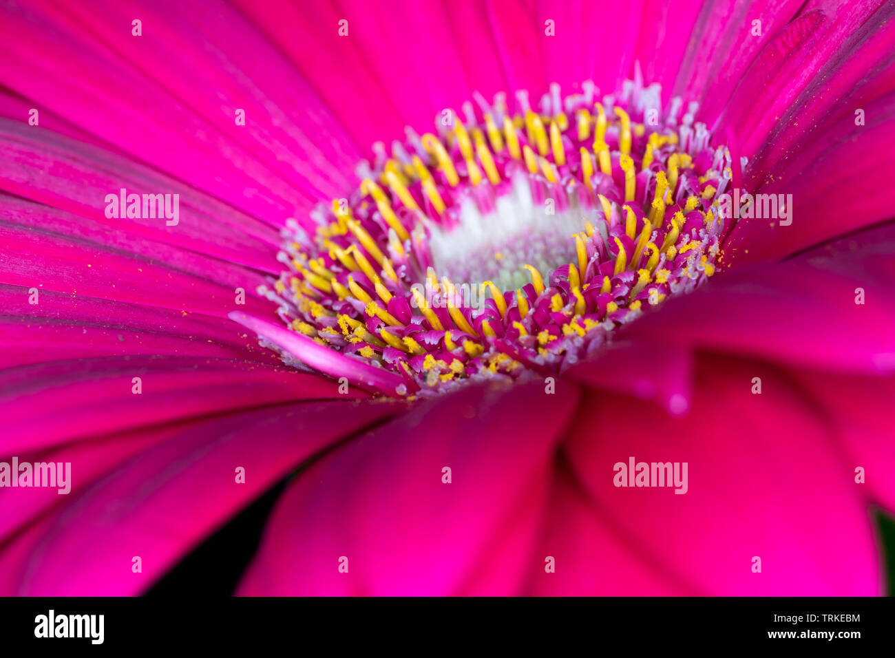 Gerbera red flower head, genus of plants in the Asteraceae of the daisy ...