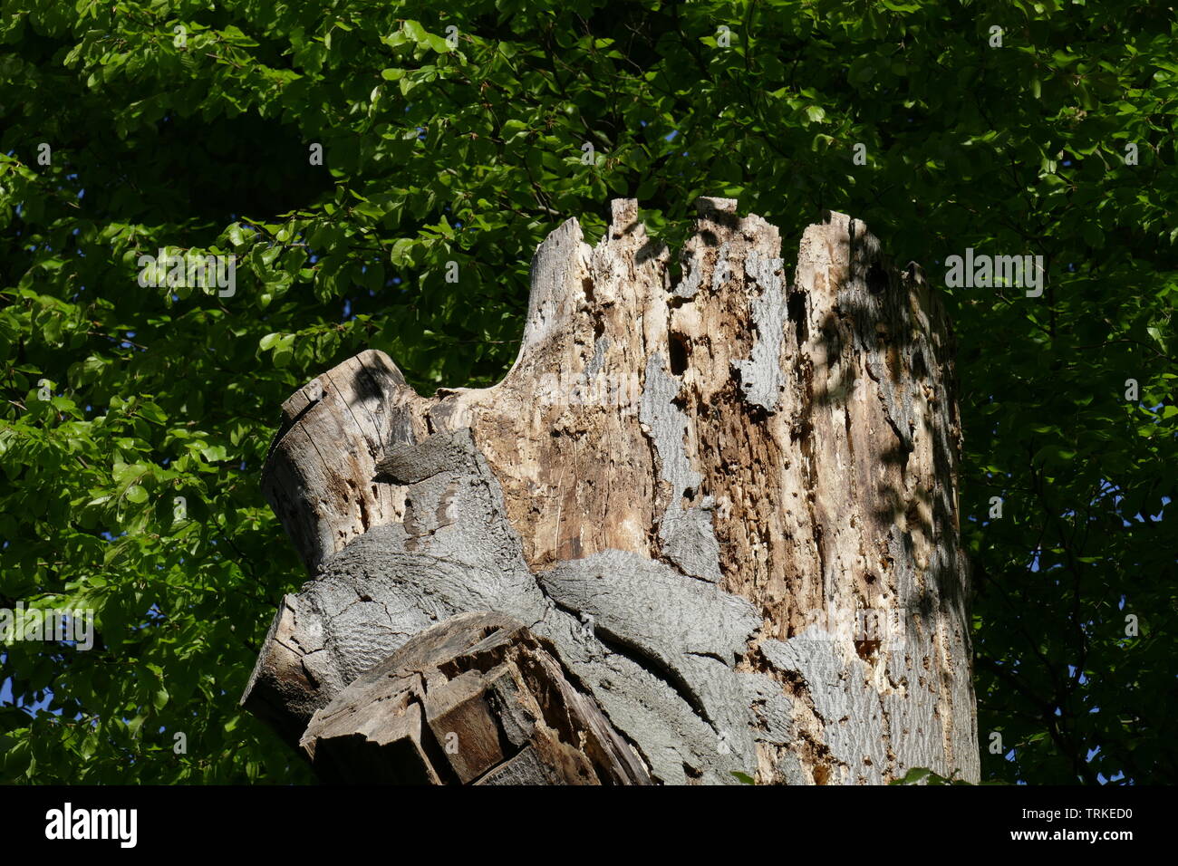 old gnarled sawed tree stump Stock Photo - Alamy