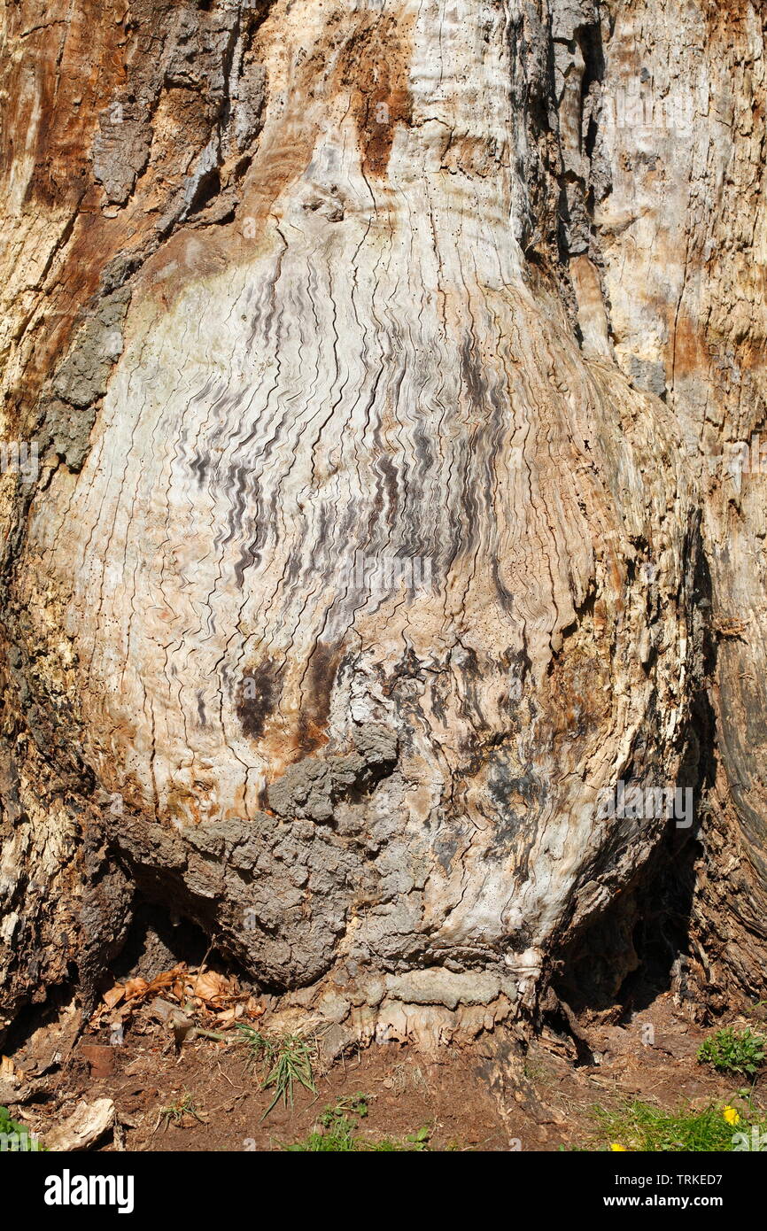 Knotty tree hi-res stock photography and images - Alamy