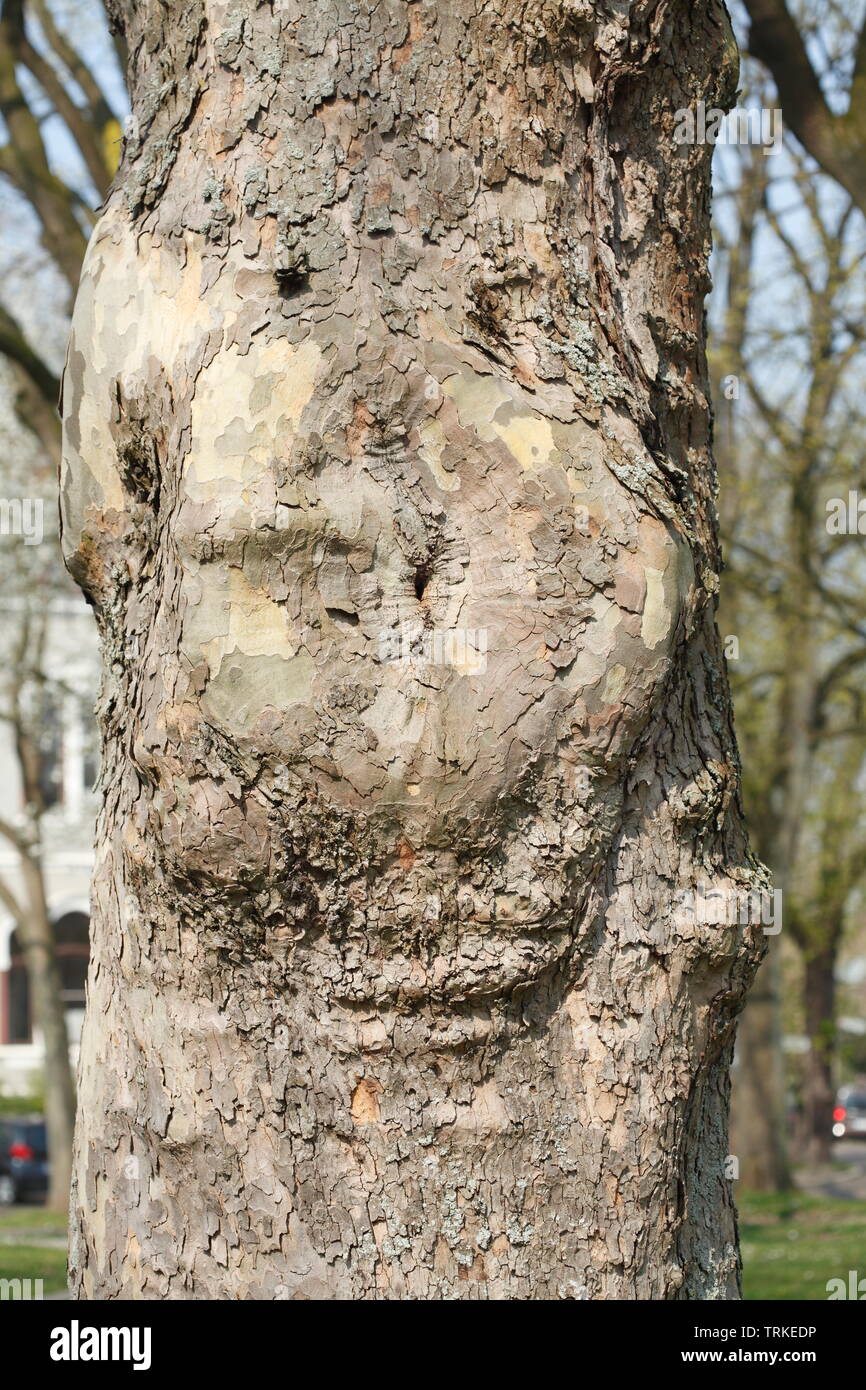 Old knotty tree trunk with round adhesion, wood texture, background ...