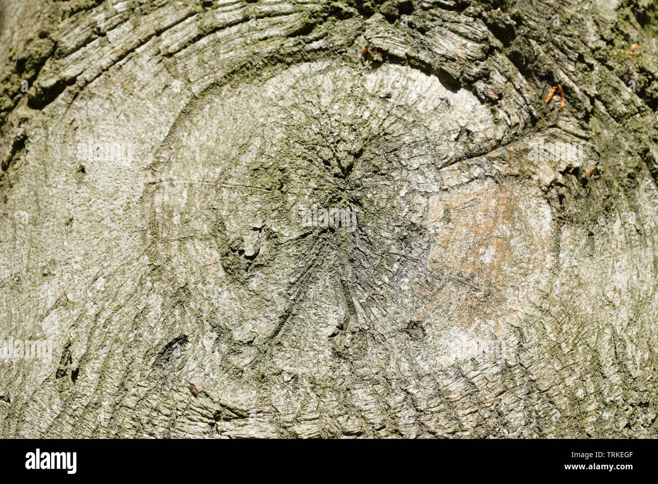 Old gnarled tree trunk with growth, wood texture, background image ...