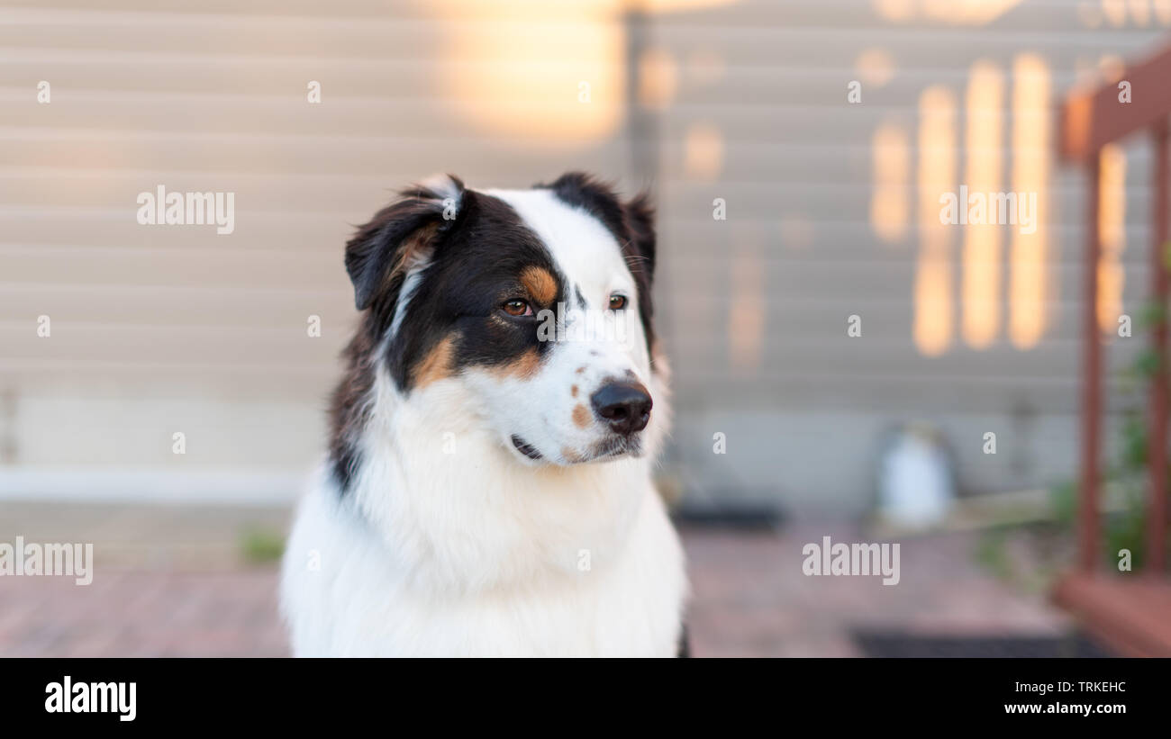 Austrialian Shepard Poses for photo shoot Stock Photo - Alamy