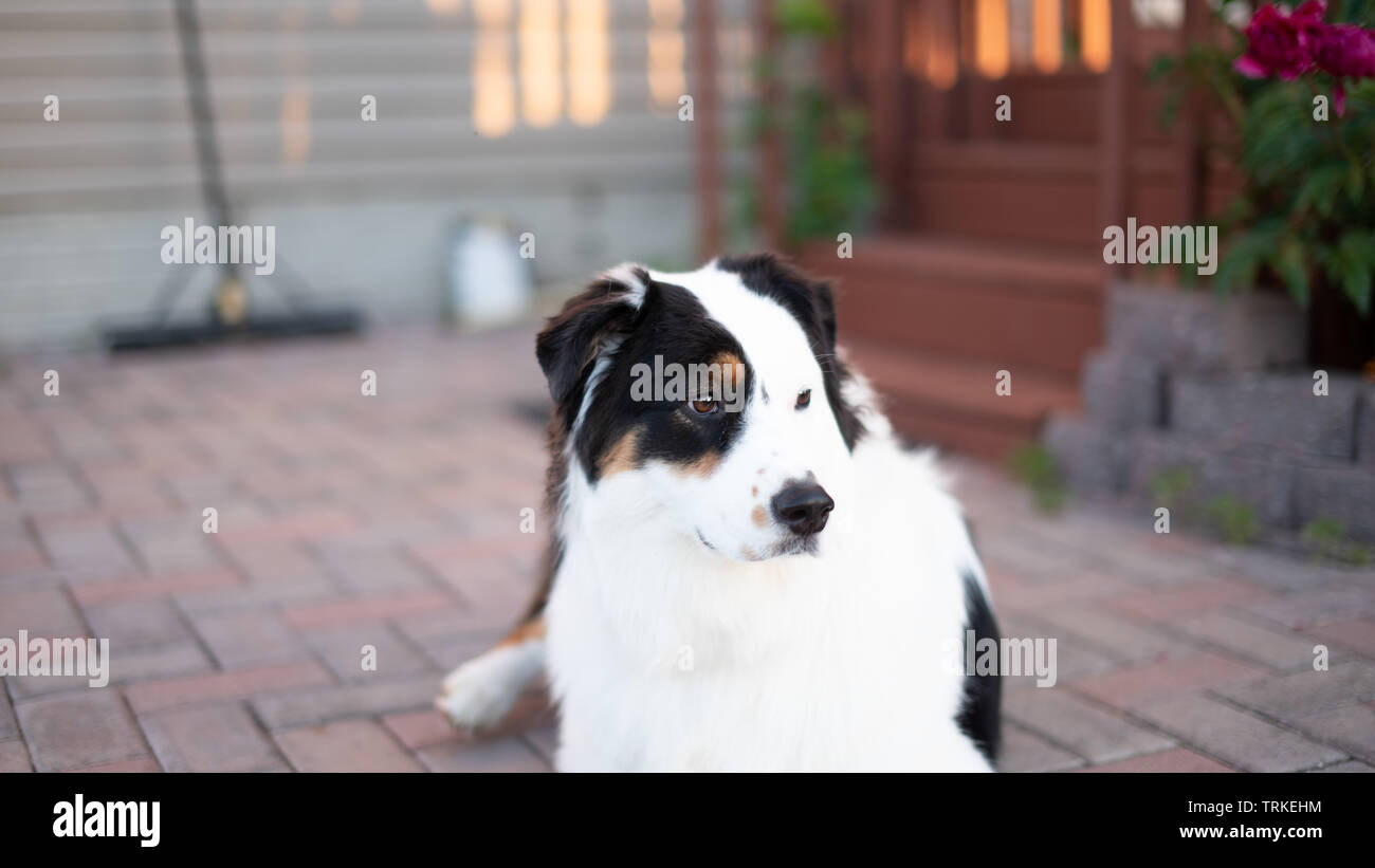Australian Shepard Poses for photo shoot Stock Photo - Alamy