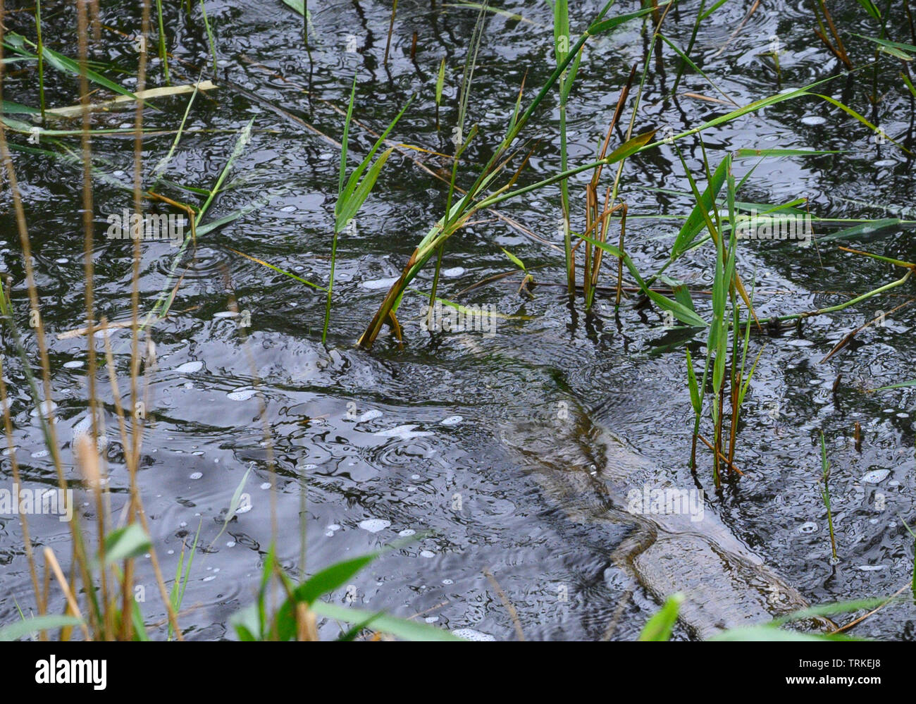 Raindrops waves in puddle on hi-res stock photography and images - Alamy