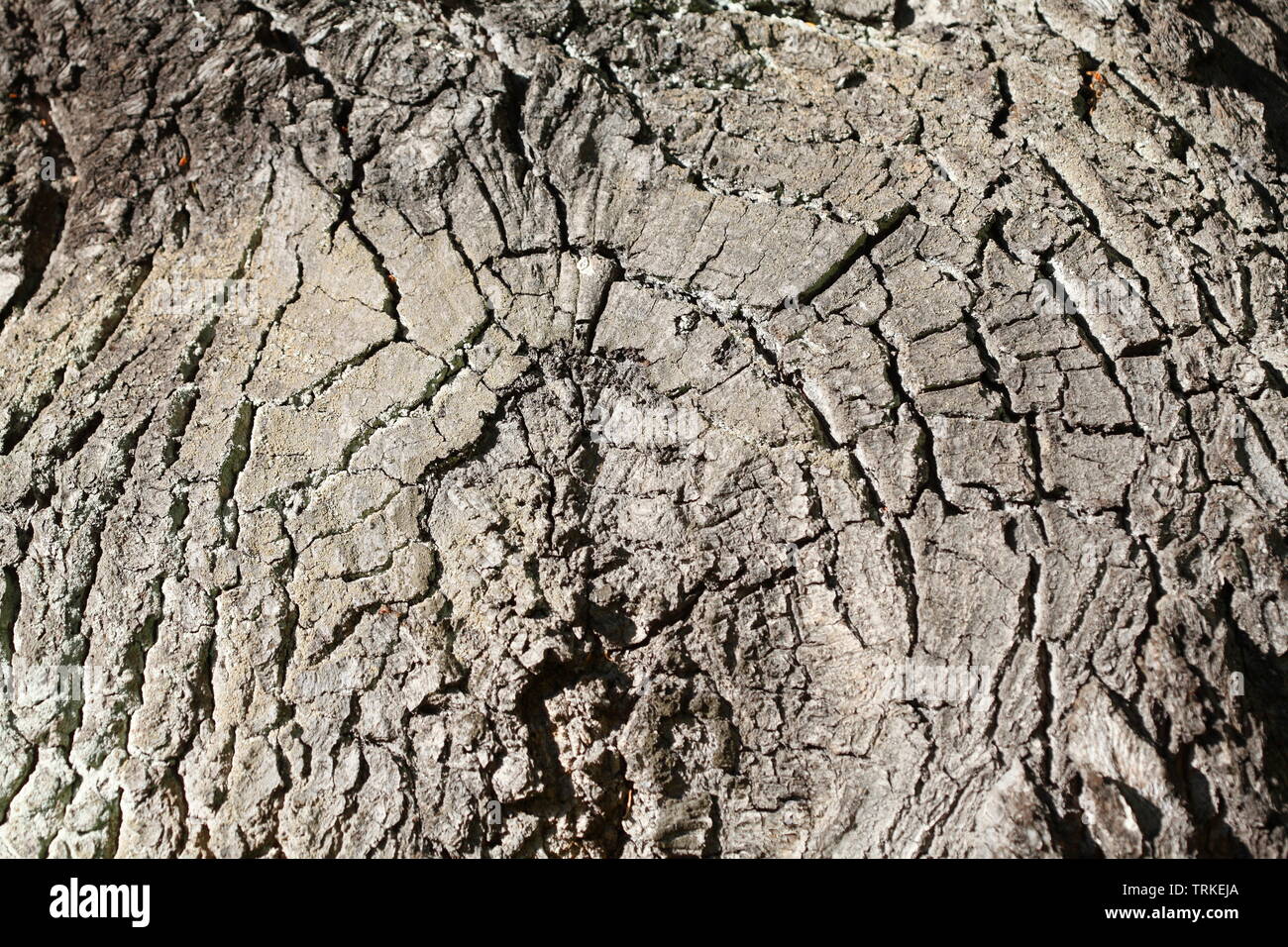 gray tree bark with, wood texture, background image Stock Photo - Alamy