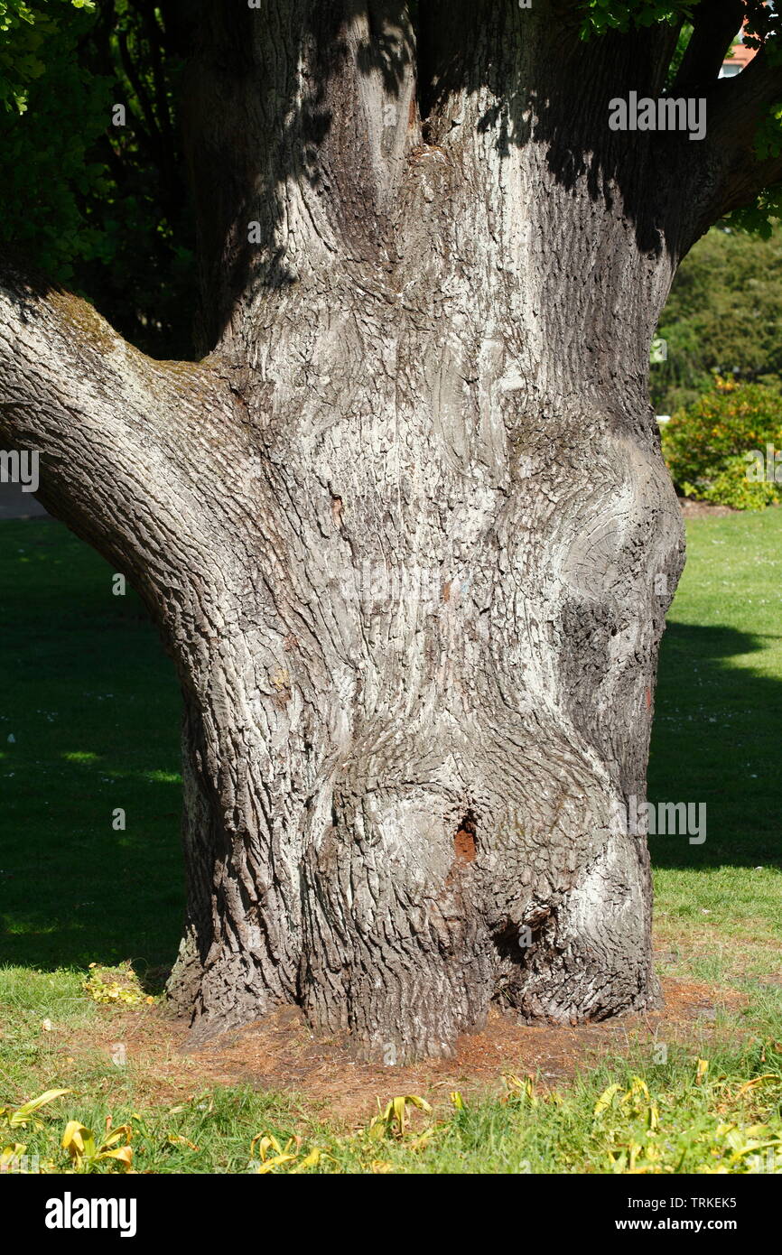 old gnarled sawed tree stump Stock Photo - Alamy