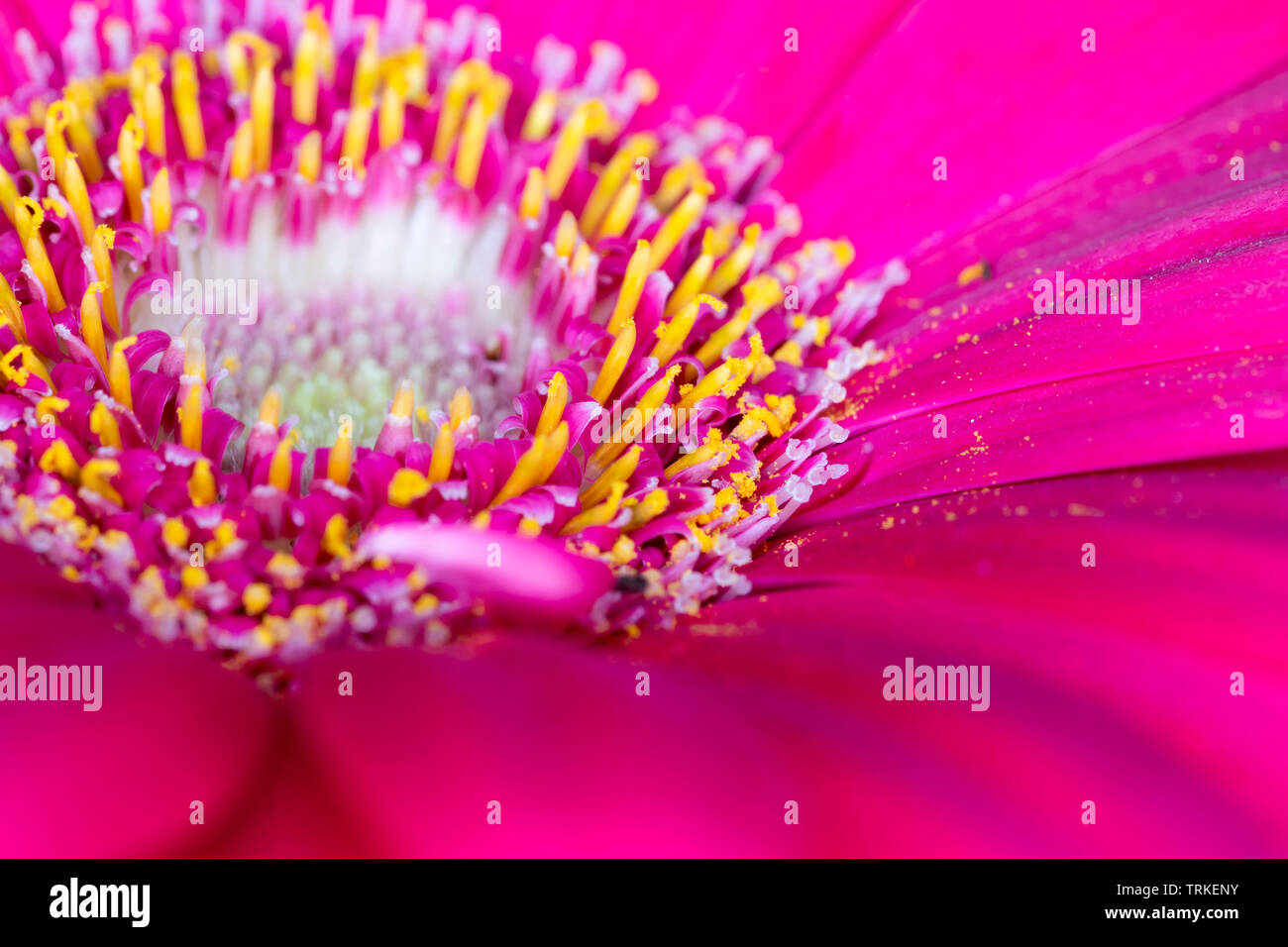 Gerbera red flower head, genus of plants in the Asteraceae of the daisy ...