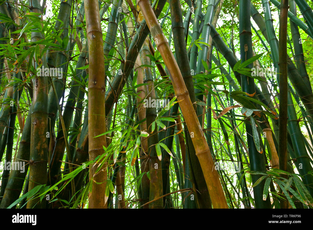 Bambú gigante hi-res stock photography and images - Alamy