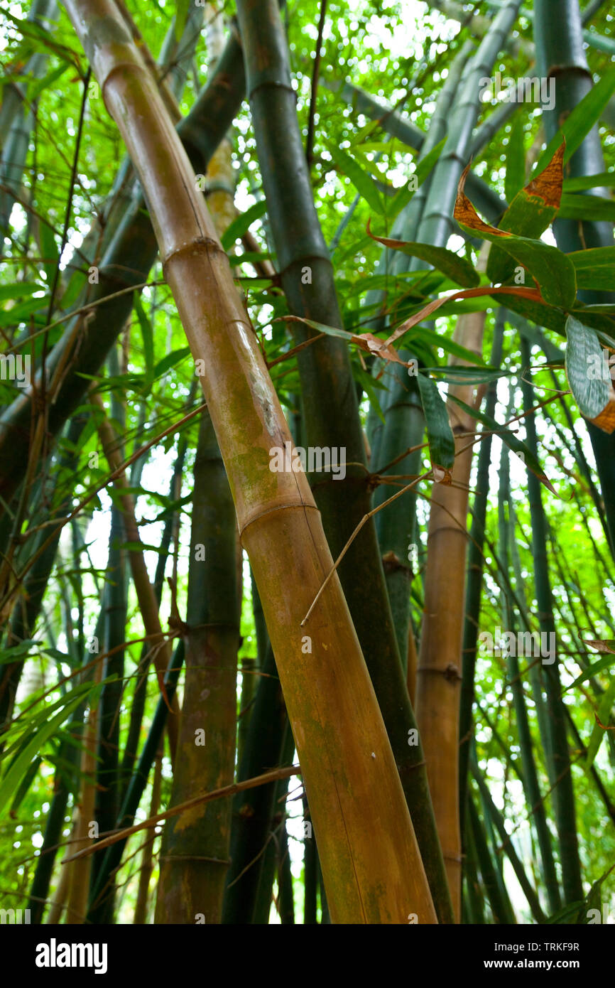 Bambú gigante hi-res stock photography and images - Alamy