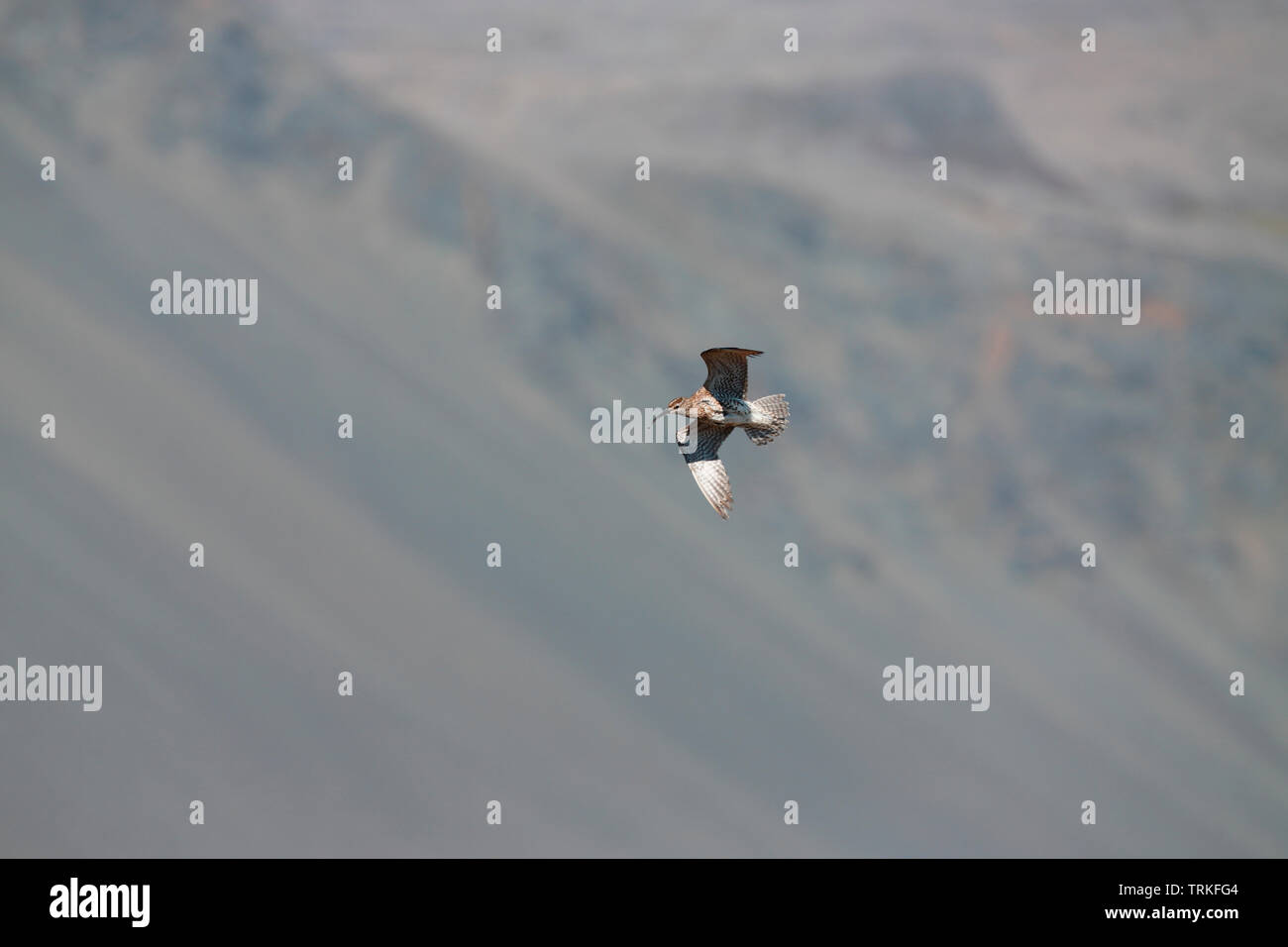 Curlew mountains hi-res stock photography and images - Alamy