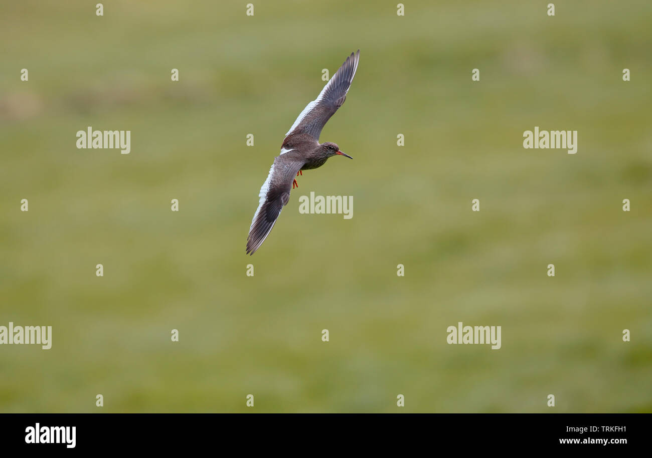 Orange wings display hi-res stock photography and images - Alamy