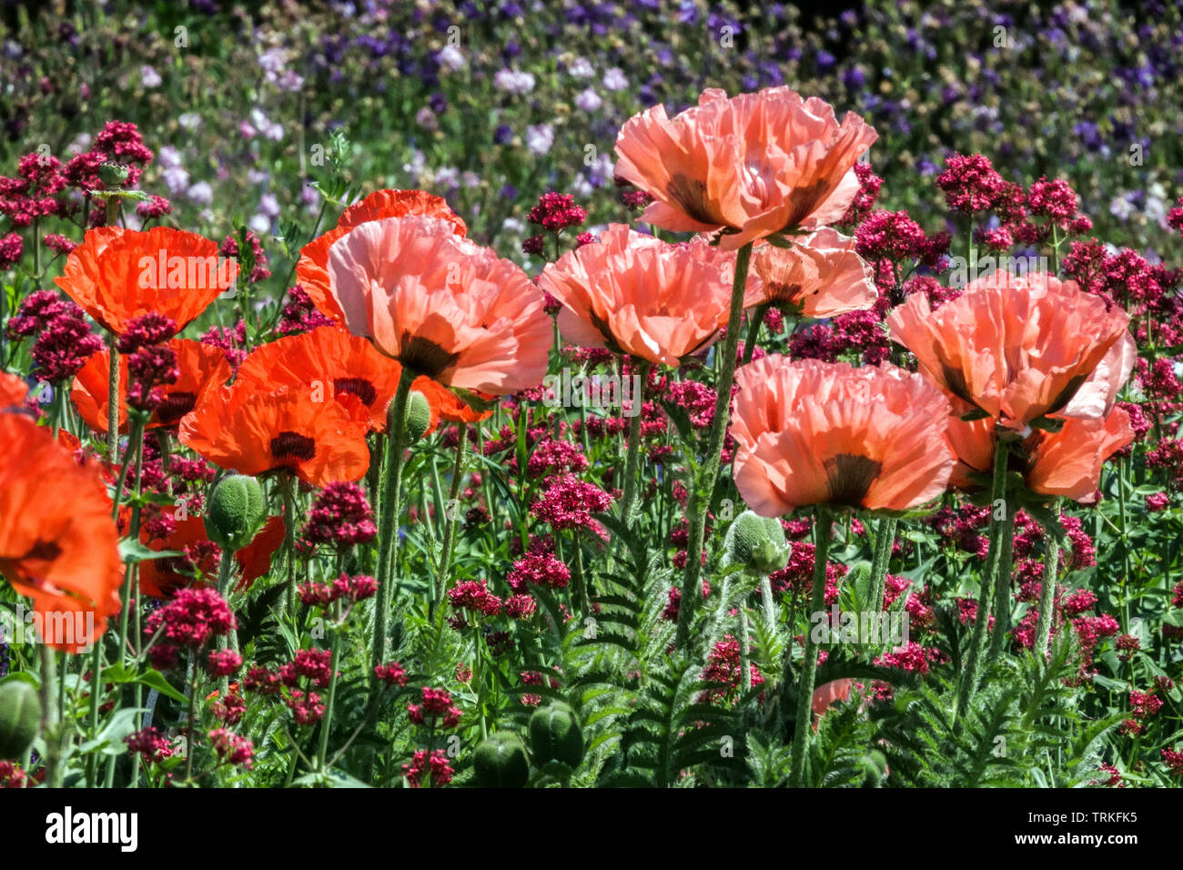 Colorful garden, Oriental poppies in beautiful garden Papaver orientale ...