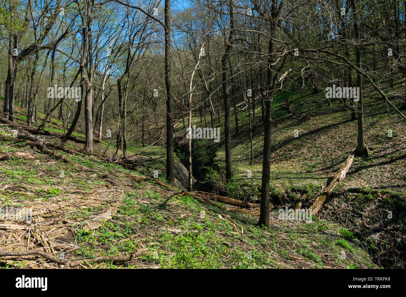 gulch winding through forest of flandrau state park in spring Stock ...