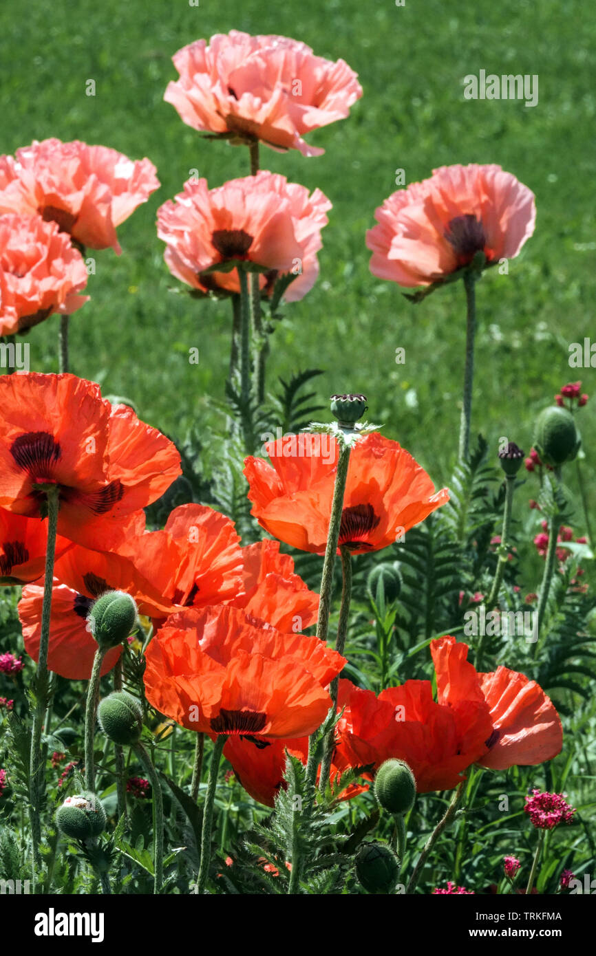 Poppy in mixed border hi-res stock photography and images - Alamy