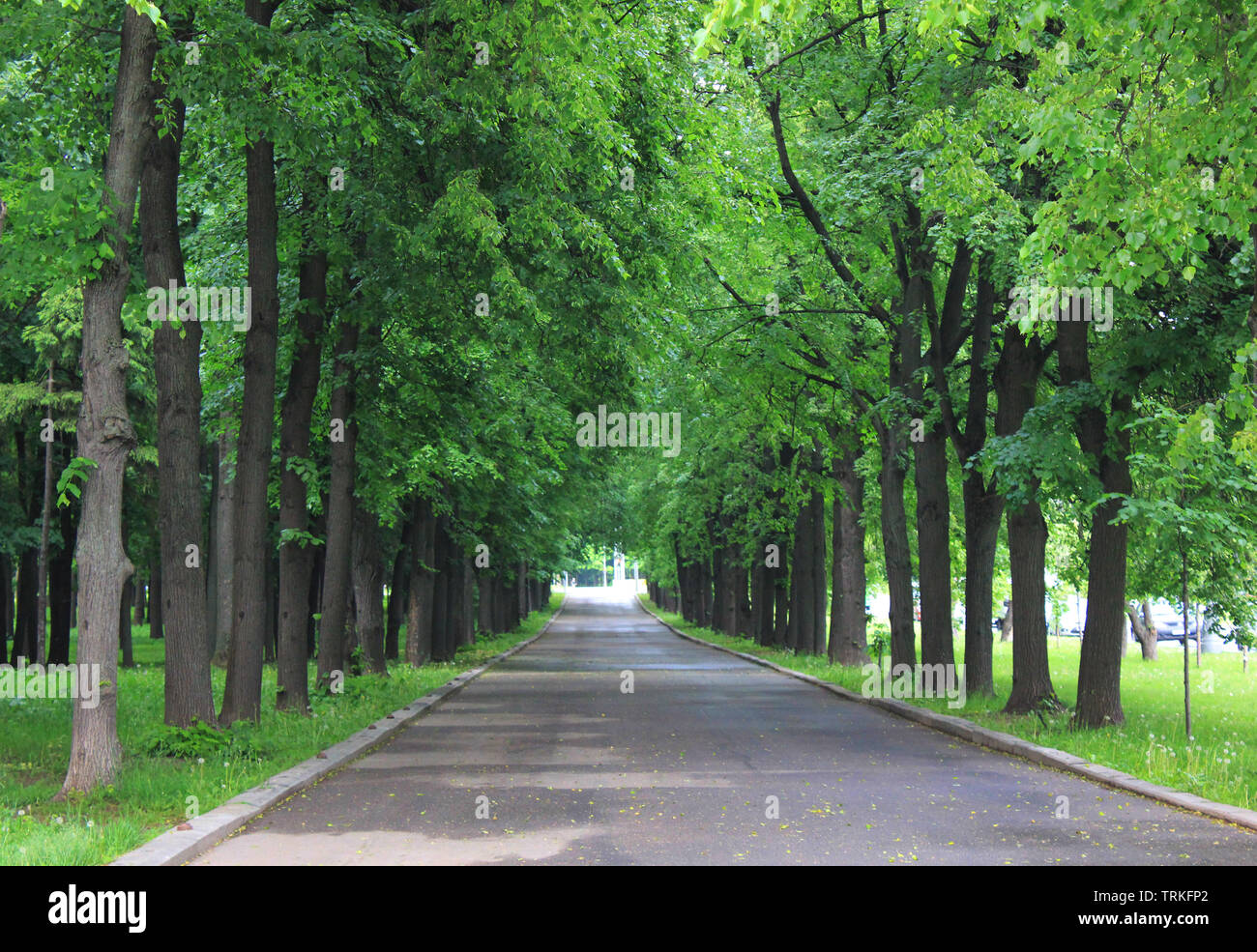 Tunnel through green park trees with empty pathway. Summer day scene at ...