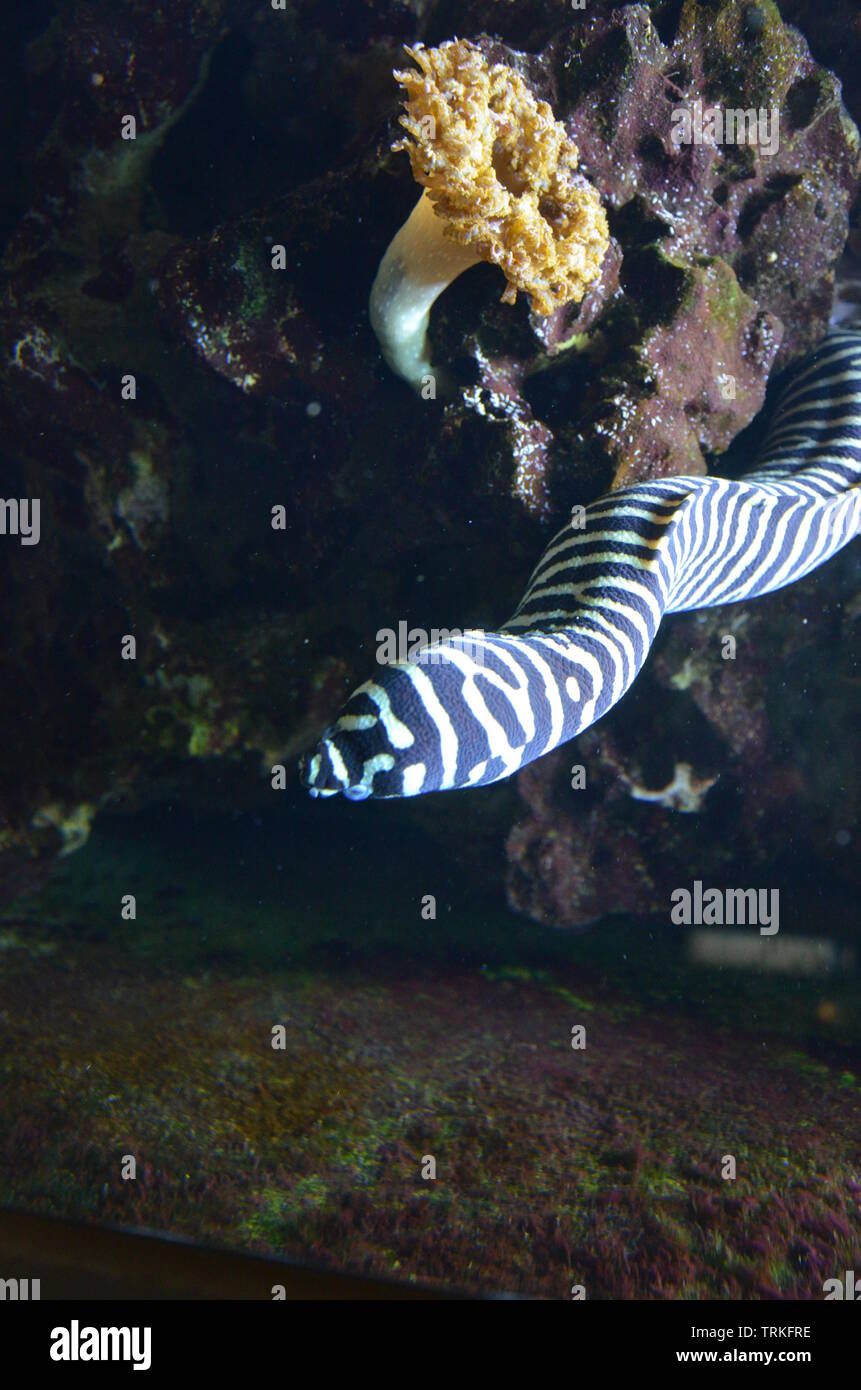 Moray Eel with its mouth open Stock Photo - Alamy