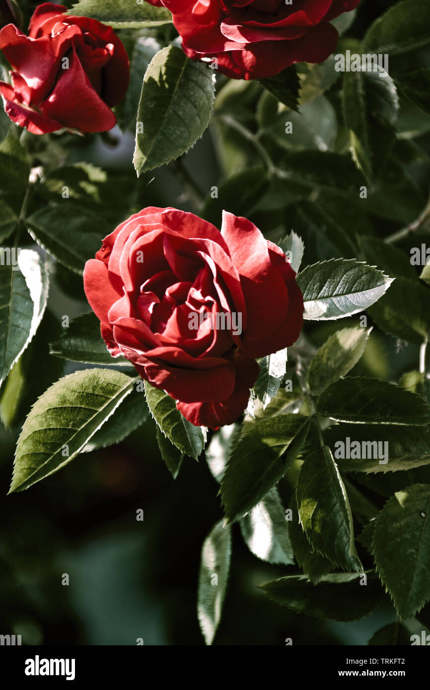 red rose in the sun Stock Photo - Alamy