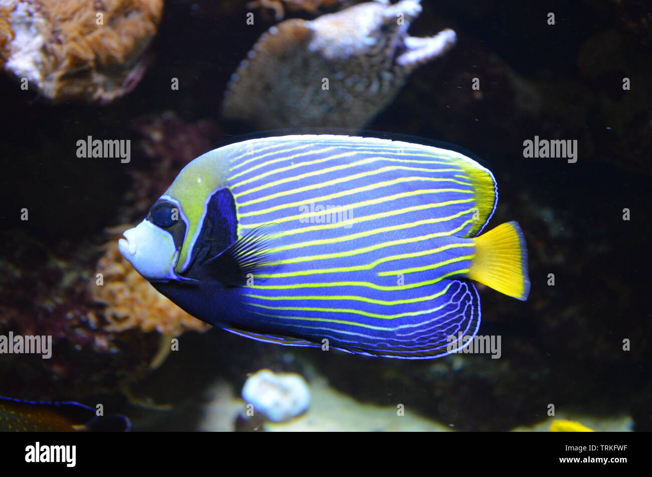 Tropical fish in aquarium, Berlin Stock Photo - Alamy