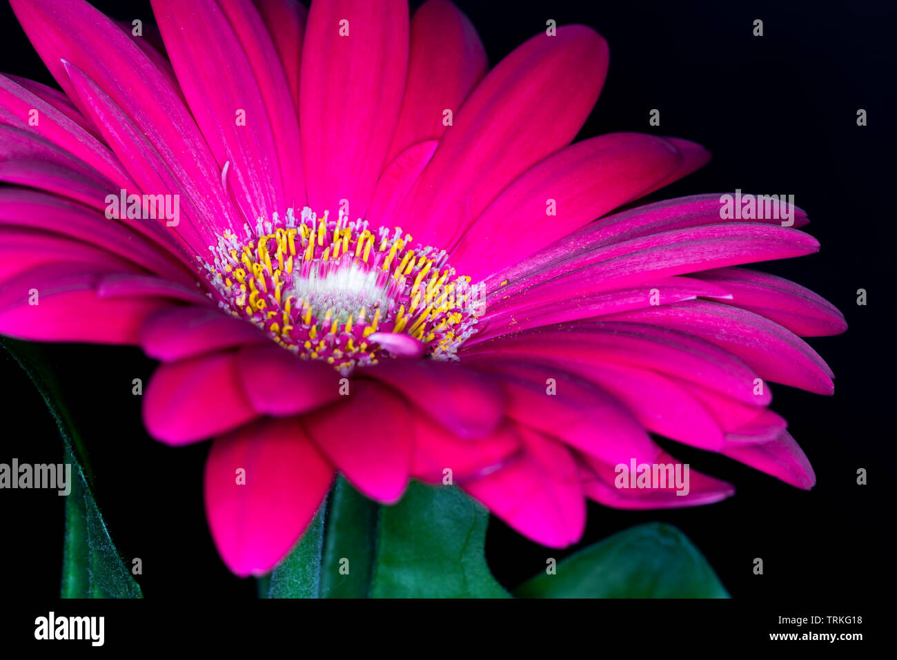 Gerbera red flower head, genus of plants in the Asteraceae of the daisy ...